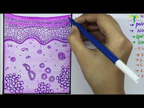 Histology of Thick Skin/Glabrous skin