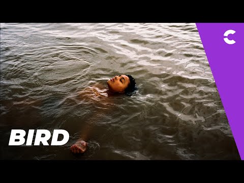 BIRD | TRÁILER
