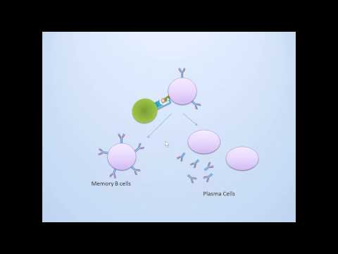 B cell activation
