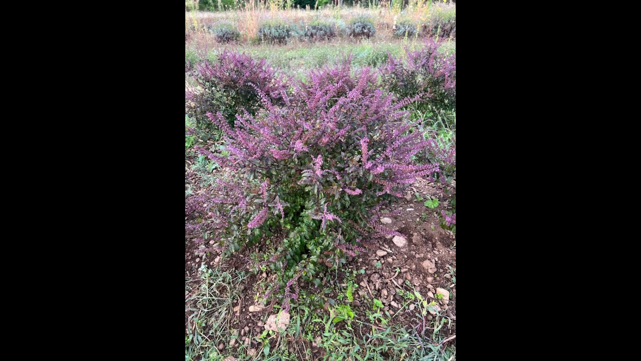 Krishna tulsi (Ocimum tenuiflorum) uses, stories and sowing seeds