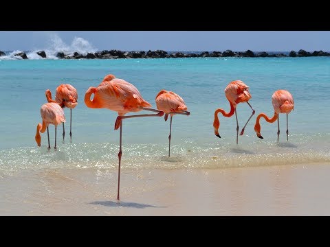 This resort is really into flamingos and now we're really into this resort