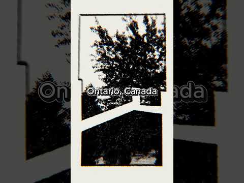 🇨🇦 CANADA – Street Views & City Vibes 🇨🇦 #shorts #ontario #canada