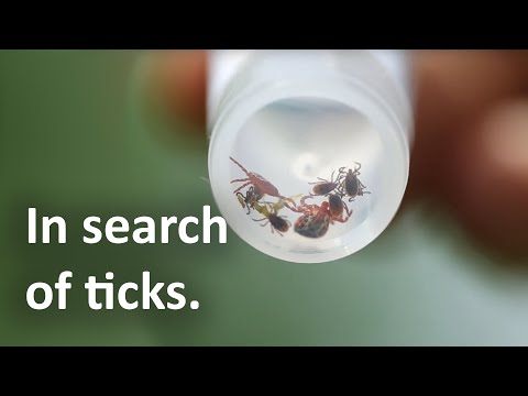 Public health at work: In search of ticks