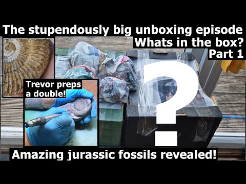 Amazing fossils revealed! The stupendously big unboxing episode part1