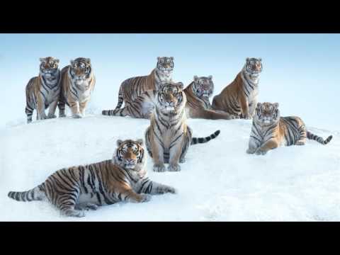 David Yarrow: Wild Encounters