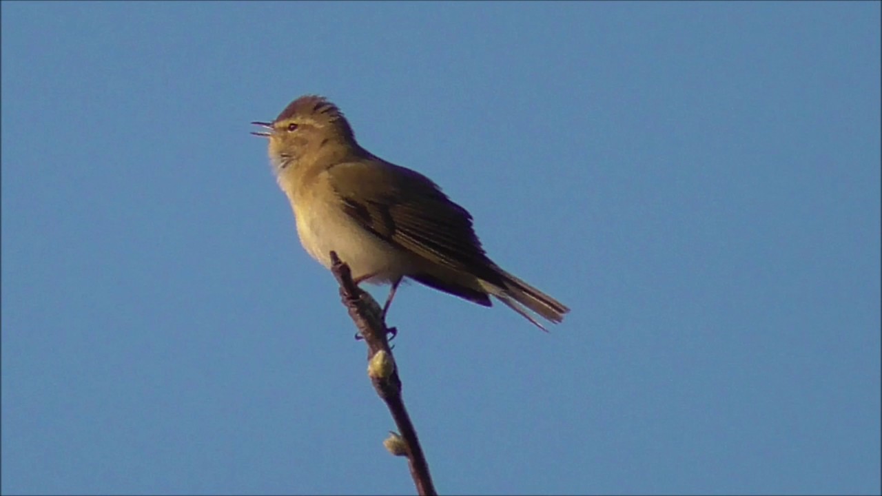 Willow Warbler singing HD