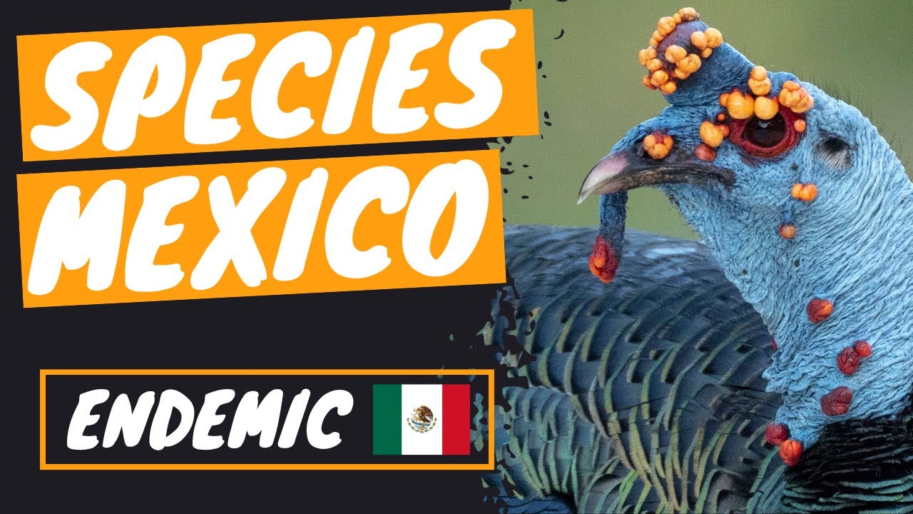 💥 ENDEMIC ANIMAL SPECIES of MEXICO | Mexican Fauna