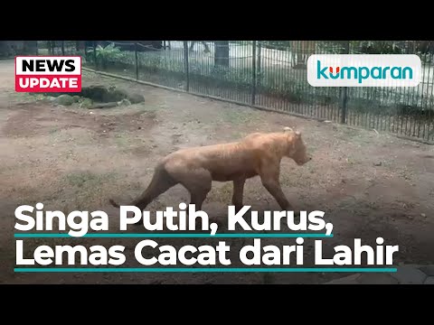 Viral Video Singa Putih di Ancol Kurus dan Lemas, Ada Apa Sebenarnya ...