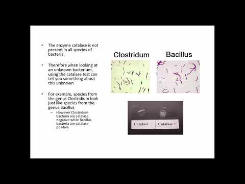 Enterobacteriaceae and Biochemical Testing