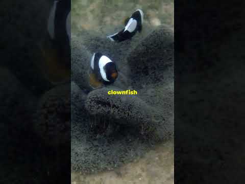 Mind Blowing Sea Anemone Facts! #underwaterhabitat #marineecosystems #nature #marineinvertebrates