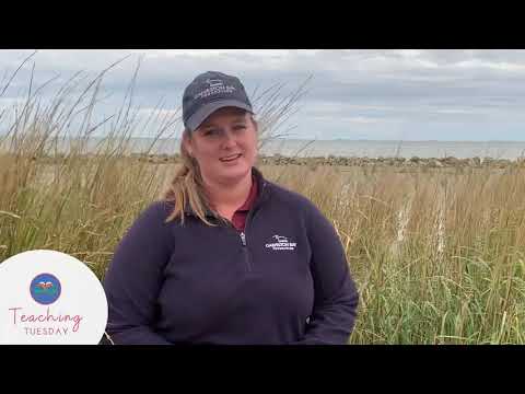 Teaching Tuesday - Cordgrass