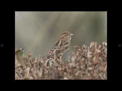 House Sparrow Identification Example
