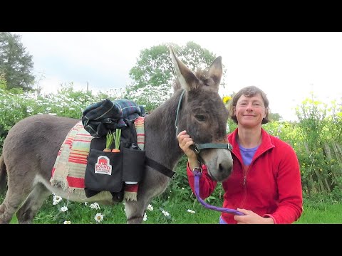 Miniature Horse/Donkey Backpacks | HorseClicks