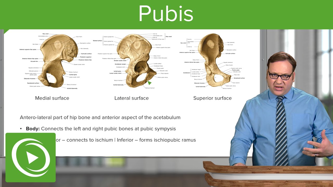 Pubis: Superior & Inferior Pubis – Anatomy | Lecturio