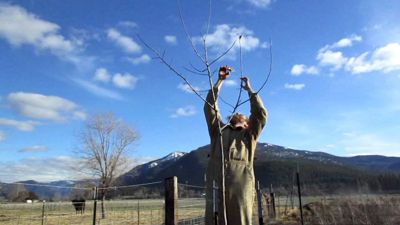 Pruning 2 year Macintosh apple tree