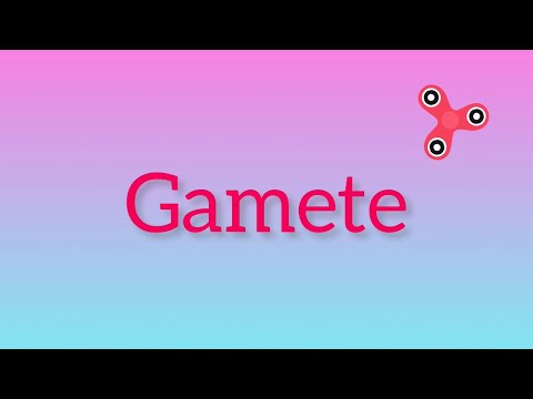 What is Gamete?