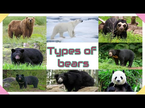 Types of Bears - All 8 different species of bear