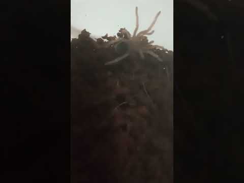 My 1st B.Klaasi Sling so CUTE!! #sling #spider🕷️🕸️