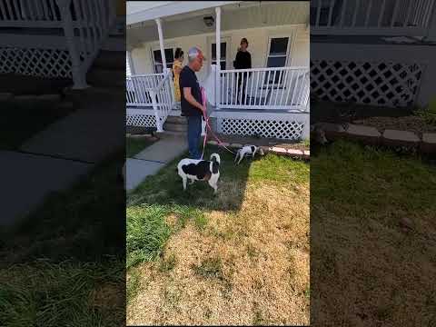 Doggy Easter Egg Hunt! Watch These Pups Search for Treats!#DogEasterEggHunt #BeagleMix
