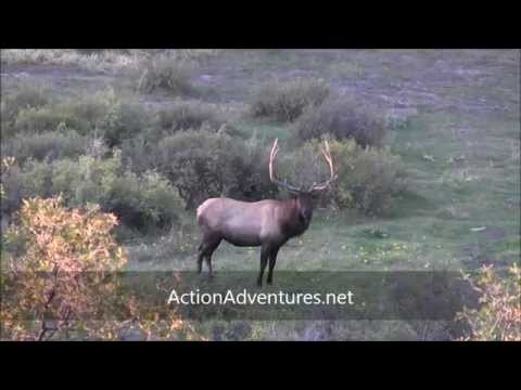 Colorado Archery Bull Elk