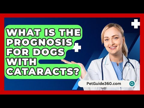 What Is The Prognosis For Dogs With Cataracts? - PetGuide360.com