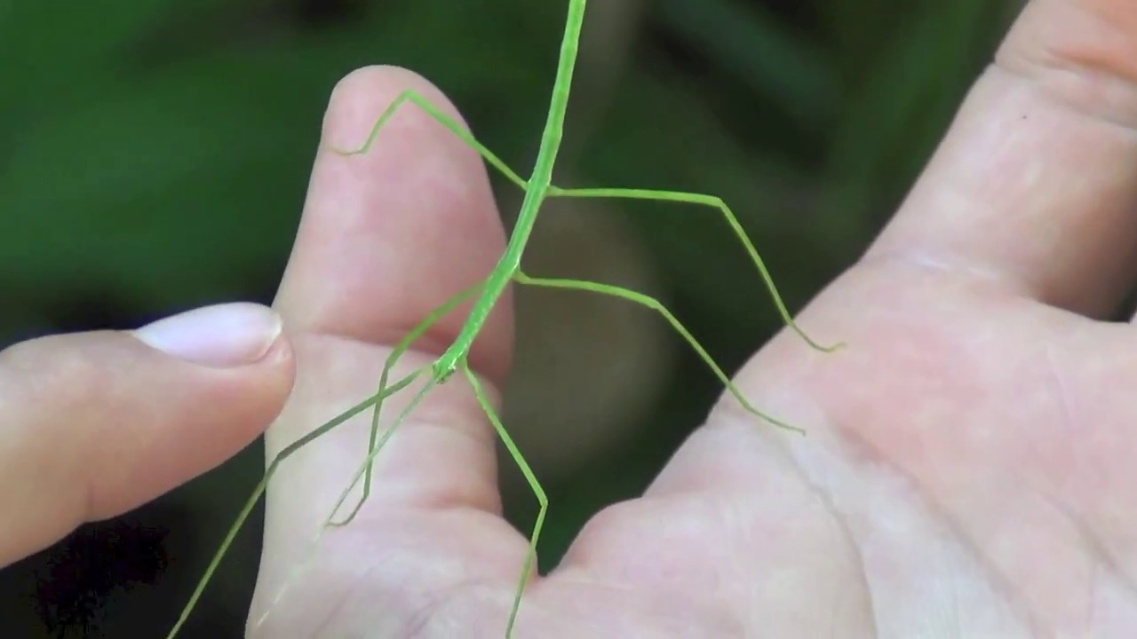 Walking Stick Insect, Costa Rica