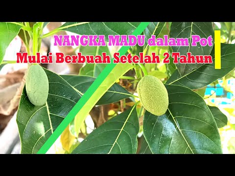 Buah Perdana Nangka Madu dalam Pot, Sebesar Apakah?