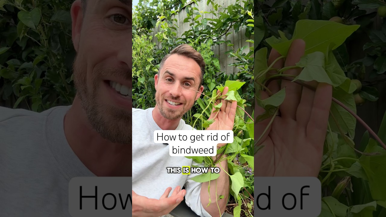 How to get rid of bindweed #gardening #garden