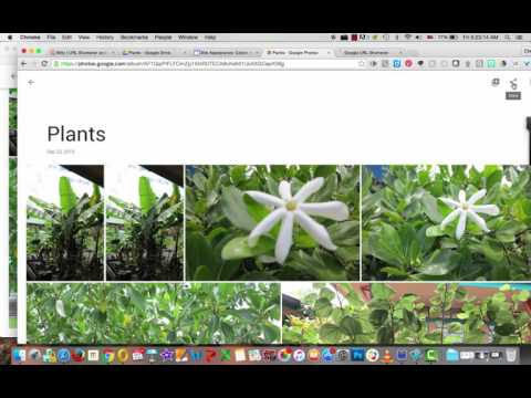 Sharing an Album in Google Photos