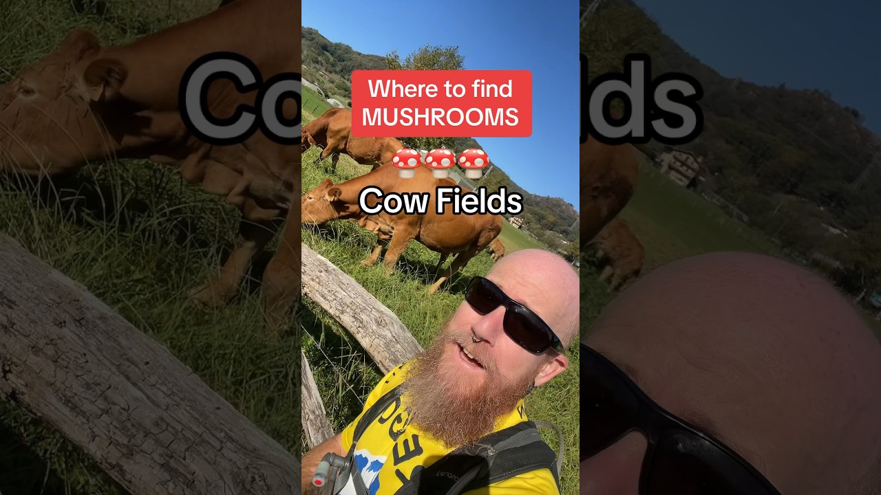 Finding mushrooms: COW FIELDS