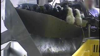 Baby Chicks Being Ground Up Alive
