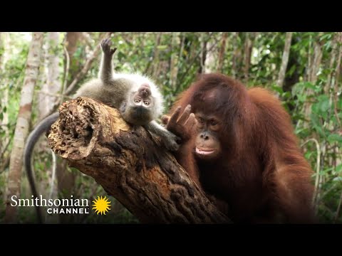 A Cute Orangutan & Macaque Form a Unique Friendship 🙃 Orangutan Jungle School | Smithsonian Channel
