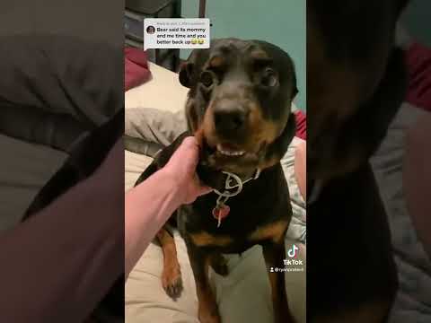 Rottweiler only listens to his commands