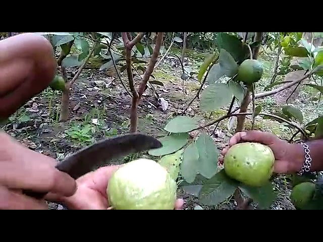 Guava Grafted - VNR Kg Guava Plant Wholesaler / Distributor from 24 ...