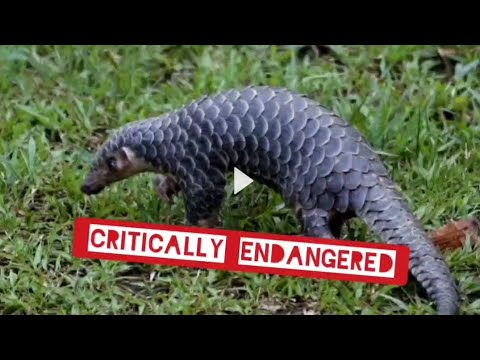 The Chinese Pangolin: A Mysterious Species in Peril