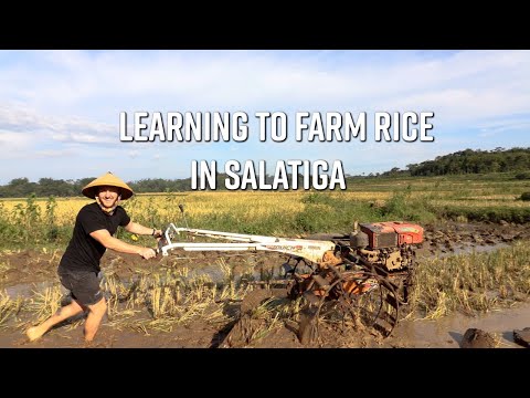 What is life like in a small Javanese village?