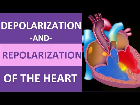 Depolarization and Repolarization of Heart: Action Potential (Atrial & Ventricular) Animation