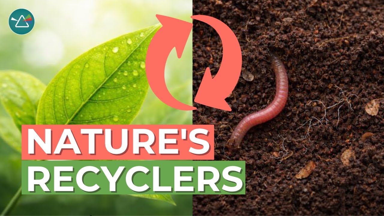 What If Decomposers Disappeared? Here's What Would Happen