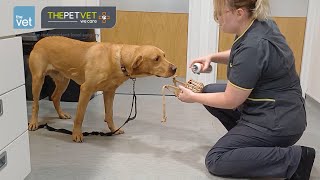 3 Best Vets in Doncaster, UK - Expert Recommendations