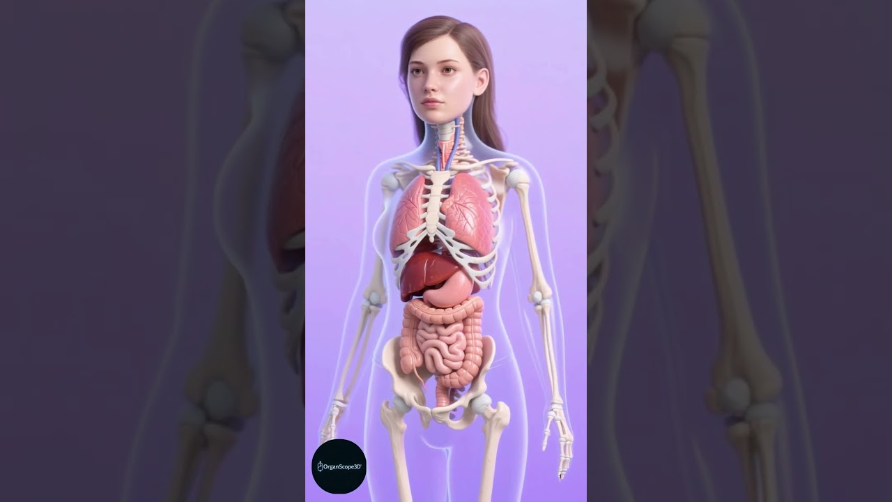 Abstracted Educational Animation of Uterus and Ovaries