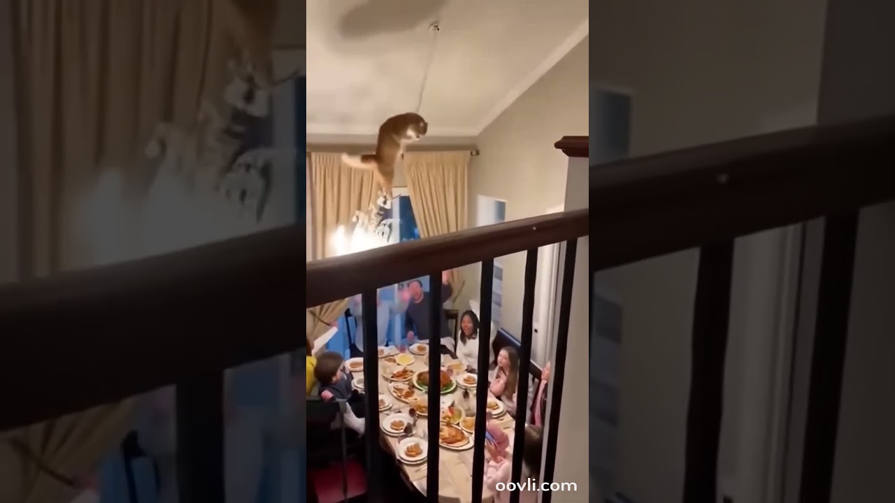 Goodbye Chandelier #funny #funnycats #funnyvideo #funnyshorts #viral