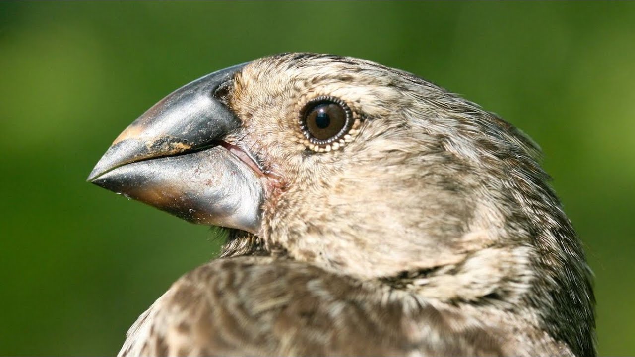 The Finch Beak: Growth, Form and Function