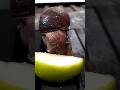 Giant african land snail unsure of apple... Until he realises its absolute delicious!