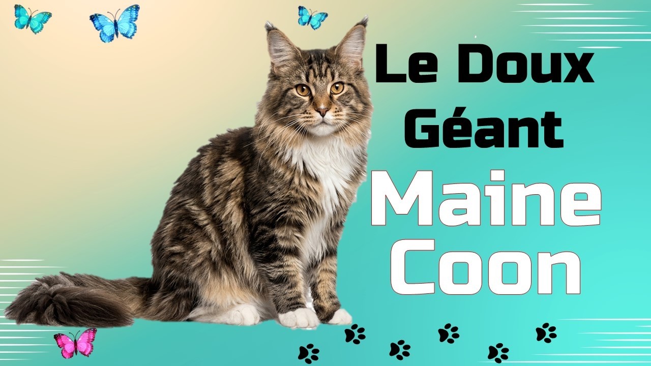 The Maine Coon: Secrets of the Gentle Giant
