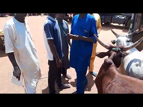 2 cows sent to Abakaliki Ebony state from northern Nigeria