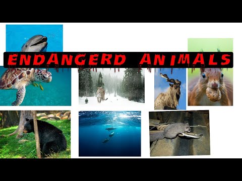 Endangered animals of Pakistan| english to urdu | class 7 english book