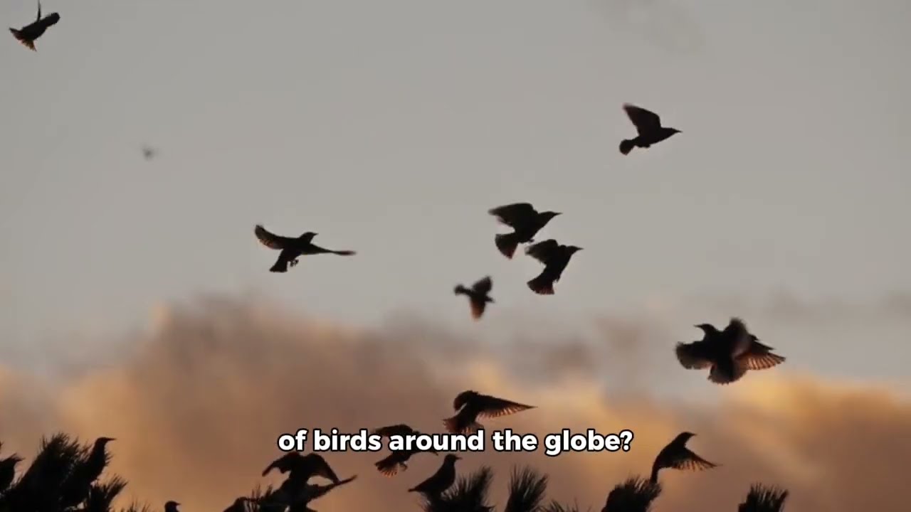 What is the cause of the decline of #birds? #biodiversityloss  #ecosystem #wildlife #enivronment