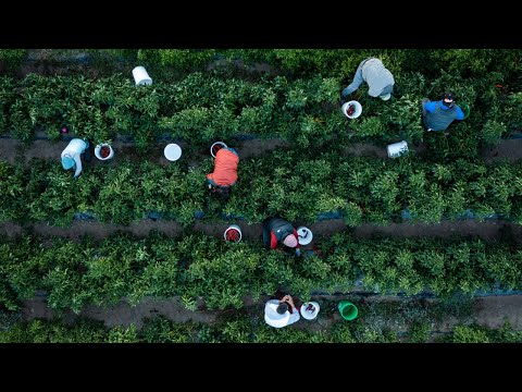 Small farmers are the heart and soul of California agriculture
