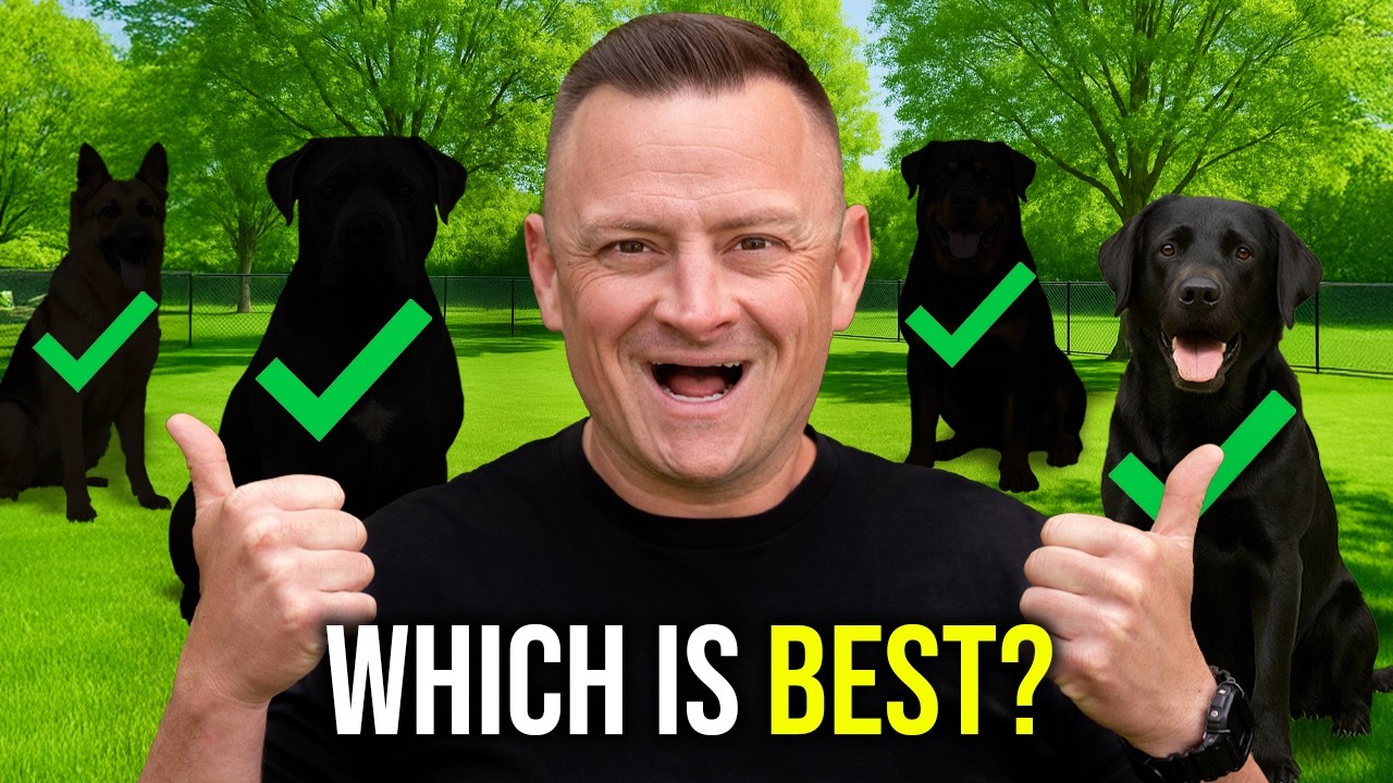 Top 3 Dog Breeds | Which Is BEST For You?!