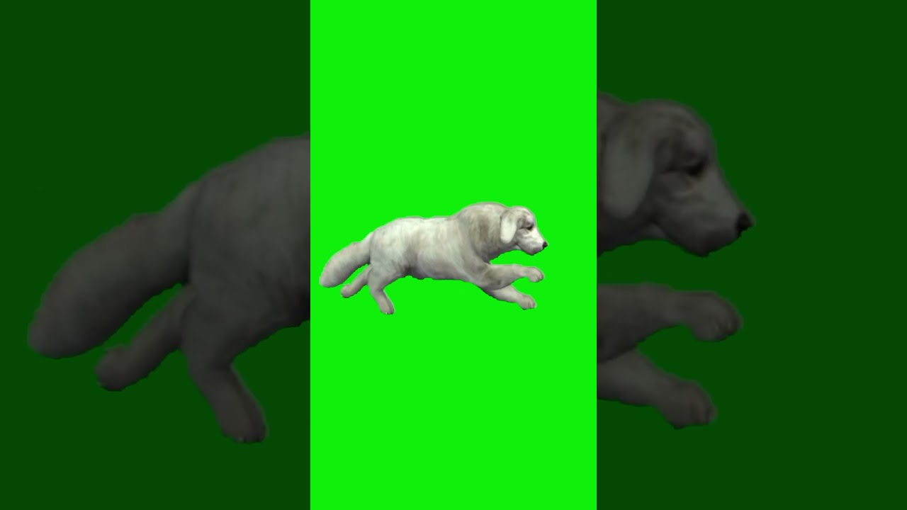 dog running 🏃 green screen video #trending #animation #greenscreen #dogs
